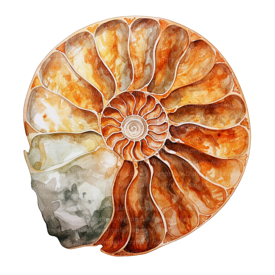 8 Ammonite Fossil Clipart, Fossils Clipart, Printable Watercolor ...