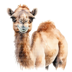 12 Camel Clipart, Watercolor Camel, Printable Watercolor Clipart, 14 ...