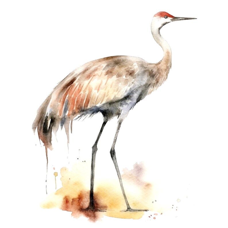 10 Kranich Vogel Clipart, Gruidae Clipart, druckbare Aquarell Clipart ...
