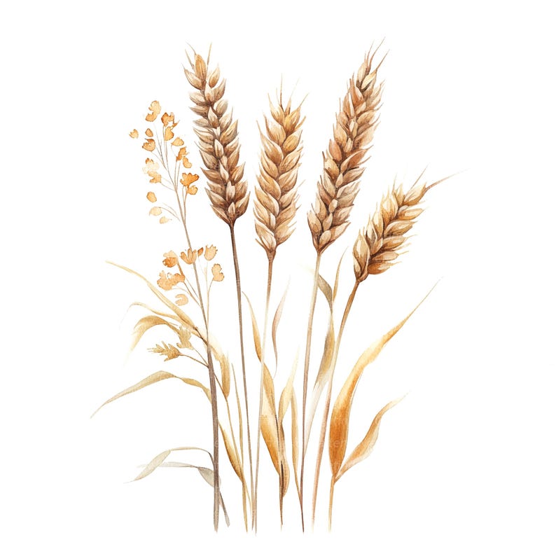 11 Boho Wheat Barley Stalks, Wheat Wall Art, High Quality JPG/PNG ...