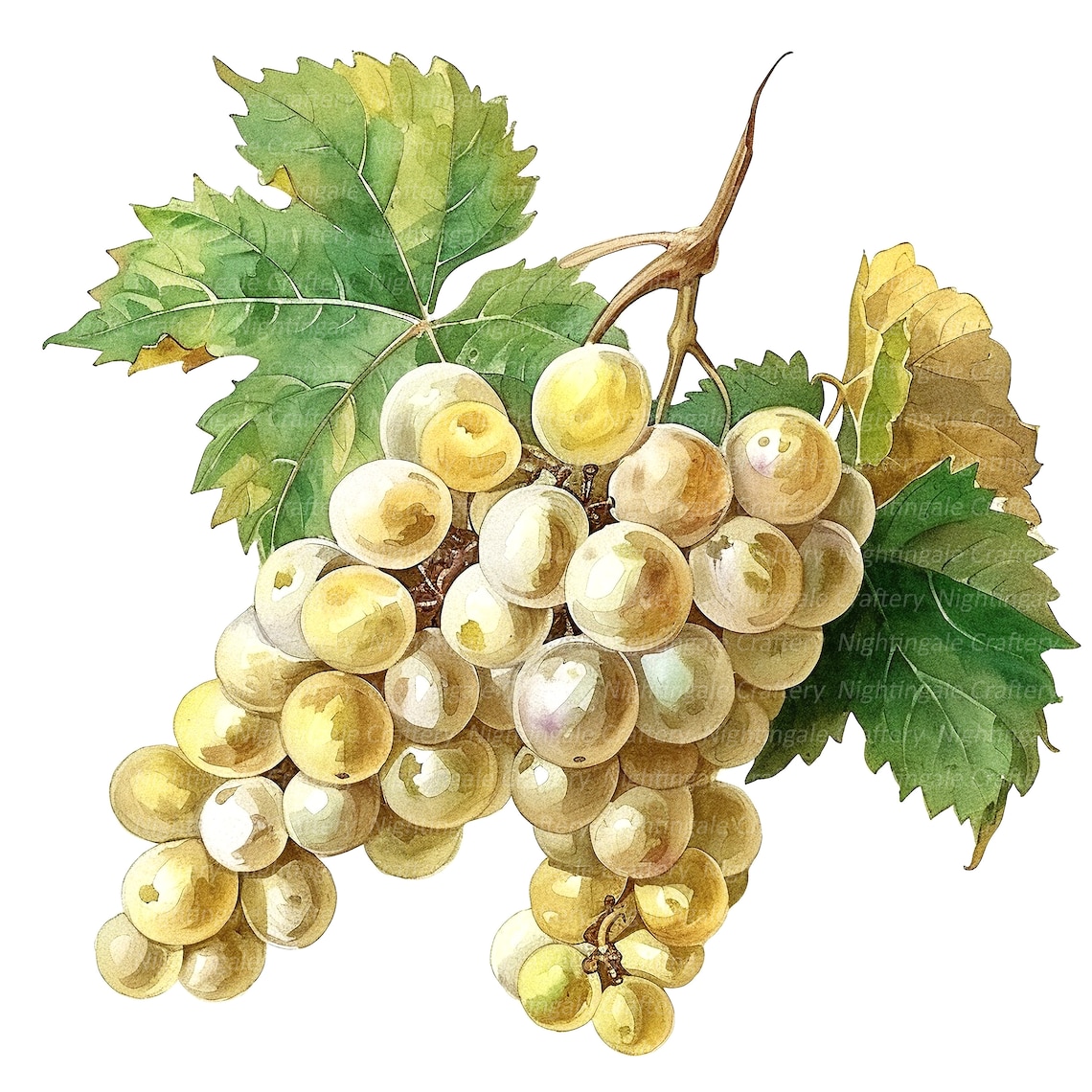 10 Bunch of Grapes Clipart, Bundle of Grapes, Printable Watercolor ...