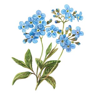 9 Forget Me Not Clipart Set 2, Forget-me-not, Printable Watercolor ...