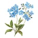 9 Forget Me Not Clipart Set 2, Forget-me-not, Printable Watercolor ...