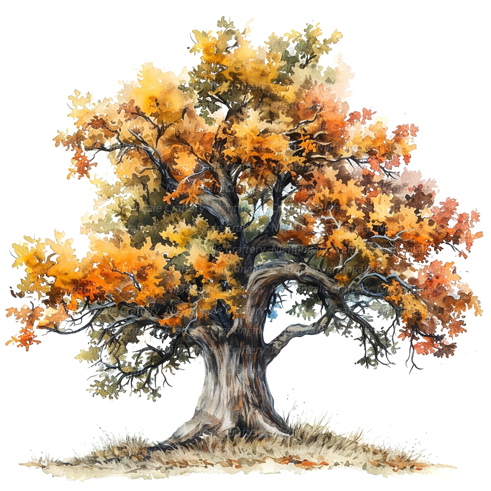 12 Oak Tree Clipart, Oak Clipart, Autumn Oak, Printable Watercolor ...