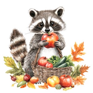 12 Harvest Raccoon Clipart, Thanksgiving Clipart, Printable Watercolor ...