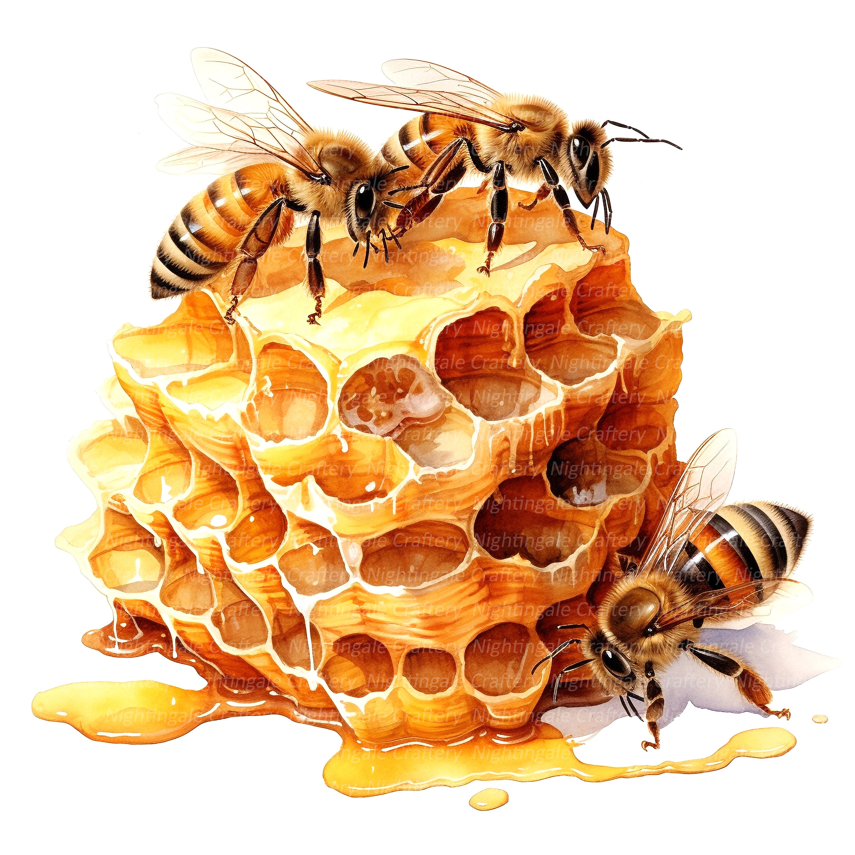 12 Bees Clipart, Honey Clipart, Beehive, Printable Watercolor Clipart ...