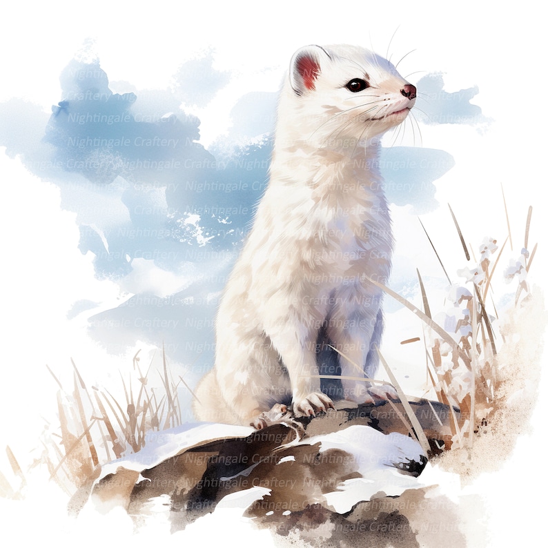 11 Ermine Clipart, White Ermine, Printable Watercolor Clipart, High ...
