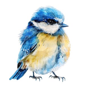 10 Blue Tit Bird Clipart Set 2, Eurasian Blue Tit, Printable Watercolor ...