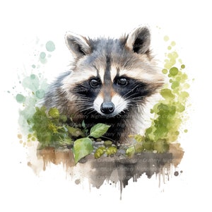 Raccoon in Forest Clipart, Printable Watercolor Clipart, 10 High ...