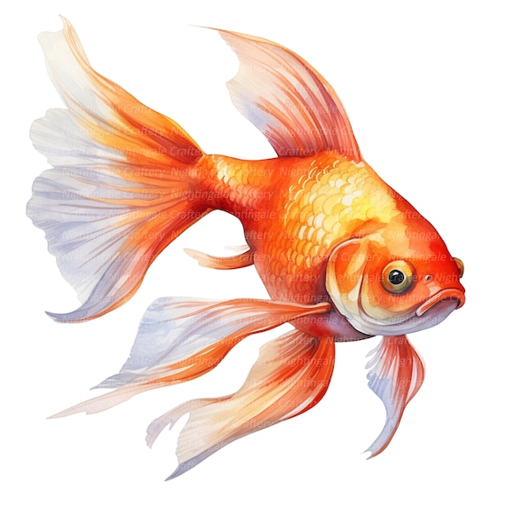 Goldfish Clipart Isda Goldfish Clip Art Free