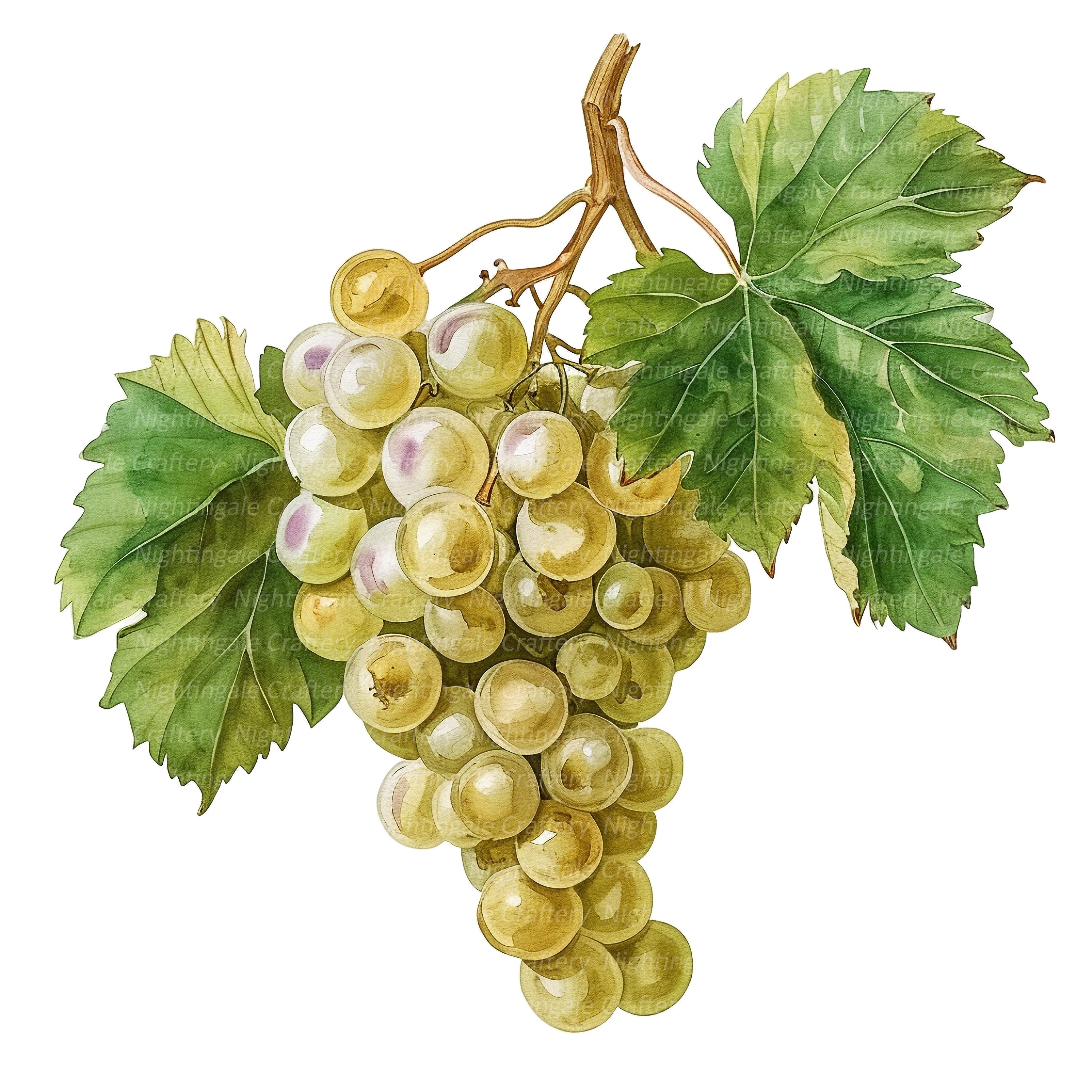 10 Bunch of Grapes Clipart, Bundle of Grapes, Printable Watercolor ...