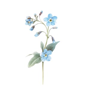8 Forget Me Not Clipart, Forget-me-not Stem, Printable Watercolor ...