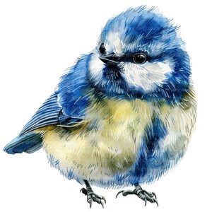 10 Blue Tit Bird Clipart Set 2, Eurasian Blue Tit, Printable Watercolor ...