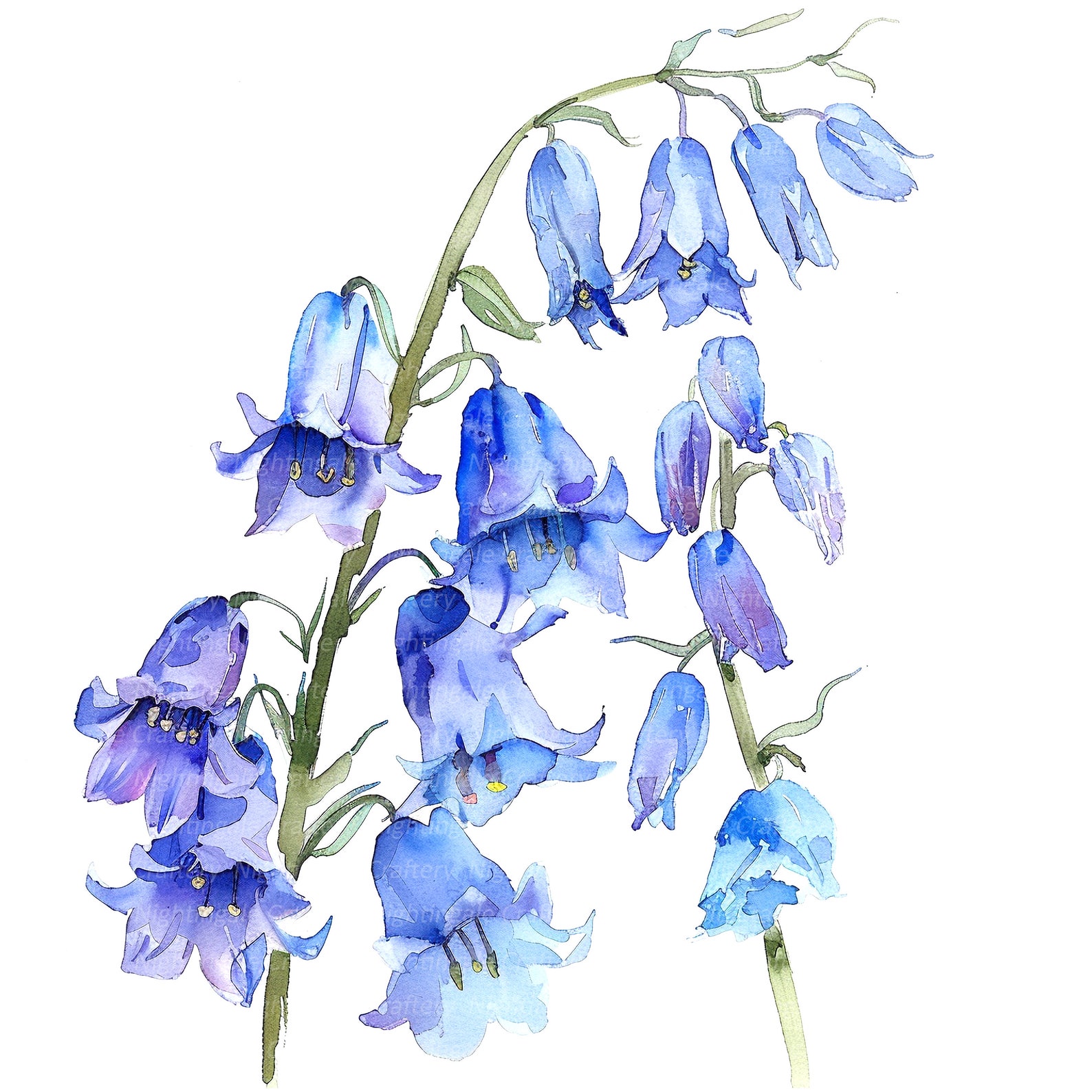 12 Bluebells Clipart, Watercolor Bluebells, Printable Watercolor ...