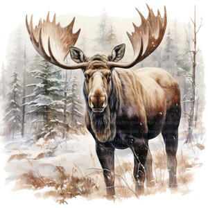 10 Moose in Winter Clipart, Printable Watercolor Clipart, High Quality ...