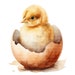 12 Chick Hatching Clipart, Egg Hatching, Printable Watercolor Clipart ...