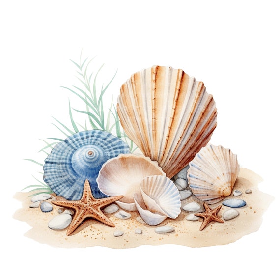 Clip Art Seashells