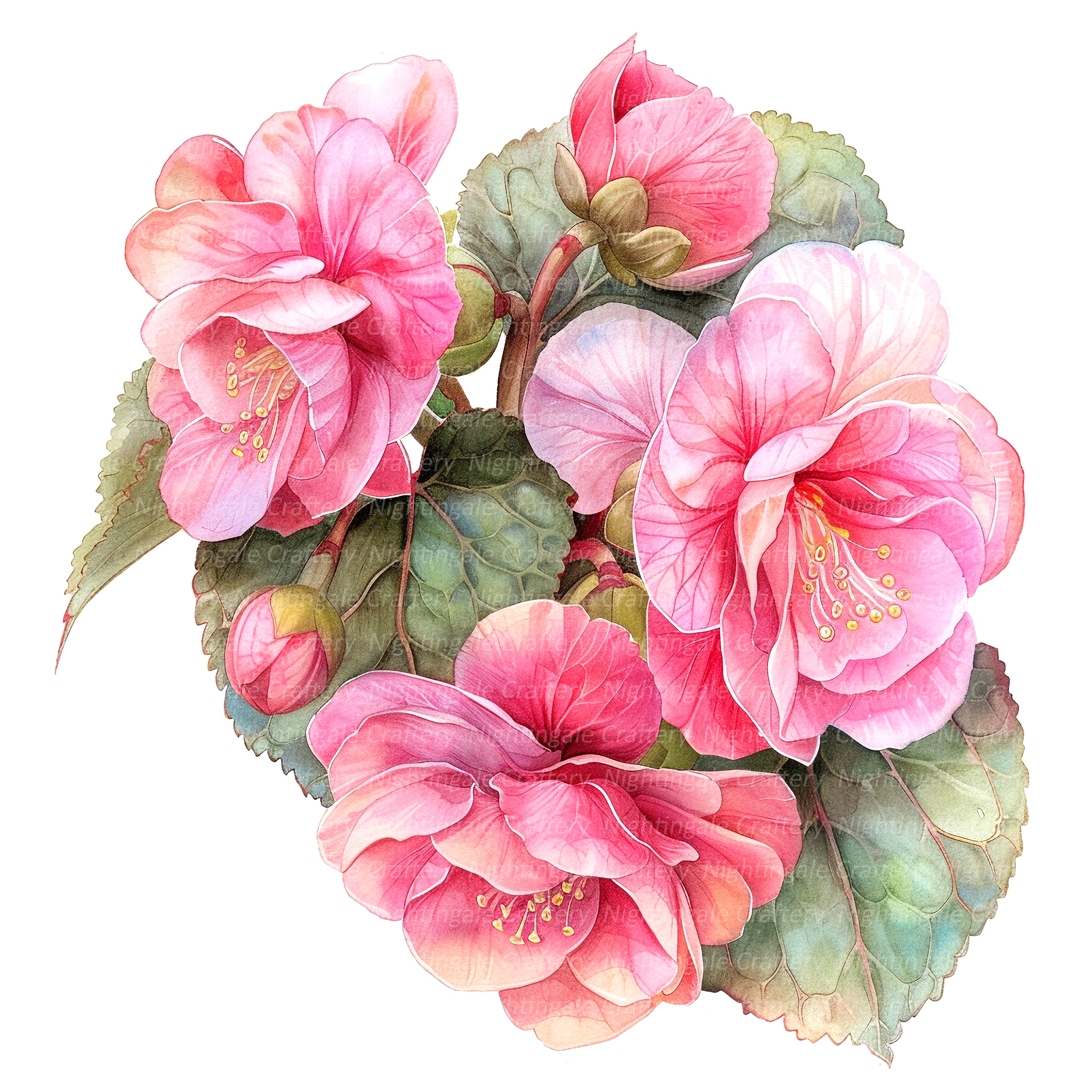 12 Begonia Flowers Clipart, Begonia Bouquet, Printable Watercolor ...
