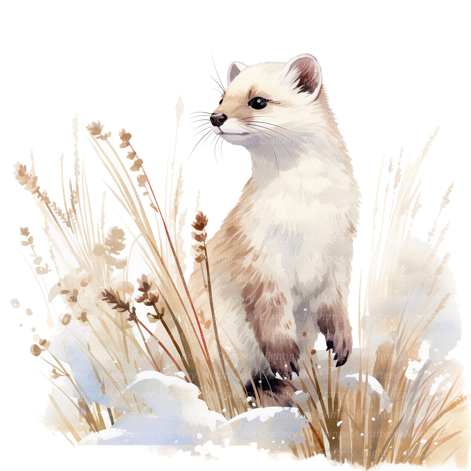11 Ermine Clipart, White Ermine, Printable Watercolor Clipart, High ...