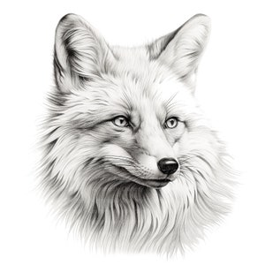 Fox Black White Clipart, Line Art Clipart, Printable Watercolor Clipart ...