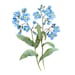 9 Forget Me Not Clipart Set 2, Forget-me-not, Printable Watercolor ...