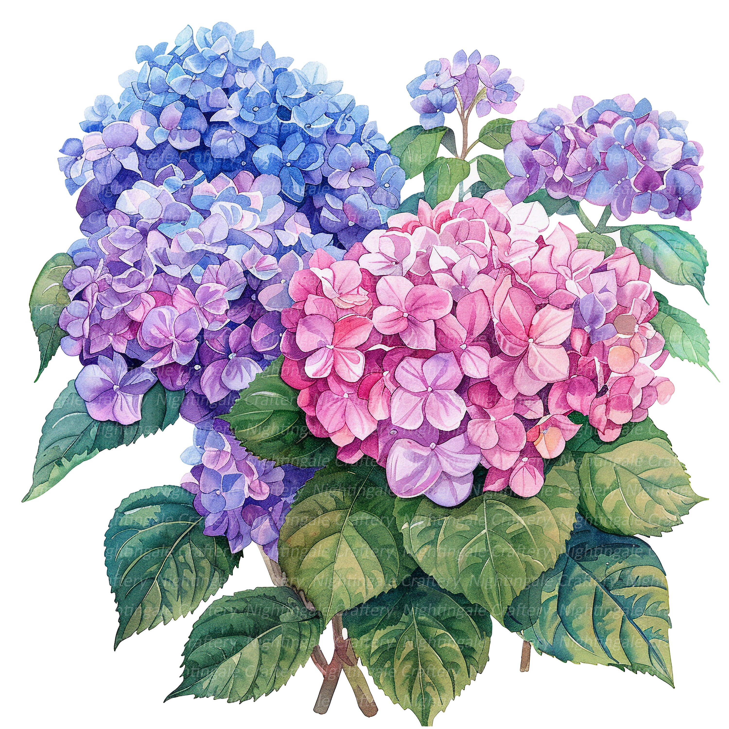 10 Various Hydrangea Clipart, Hydrangea Bouquet, Printable Watercolor ...