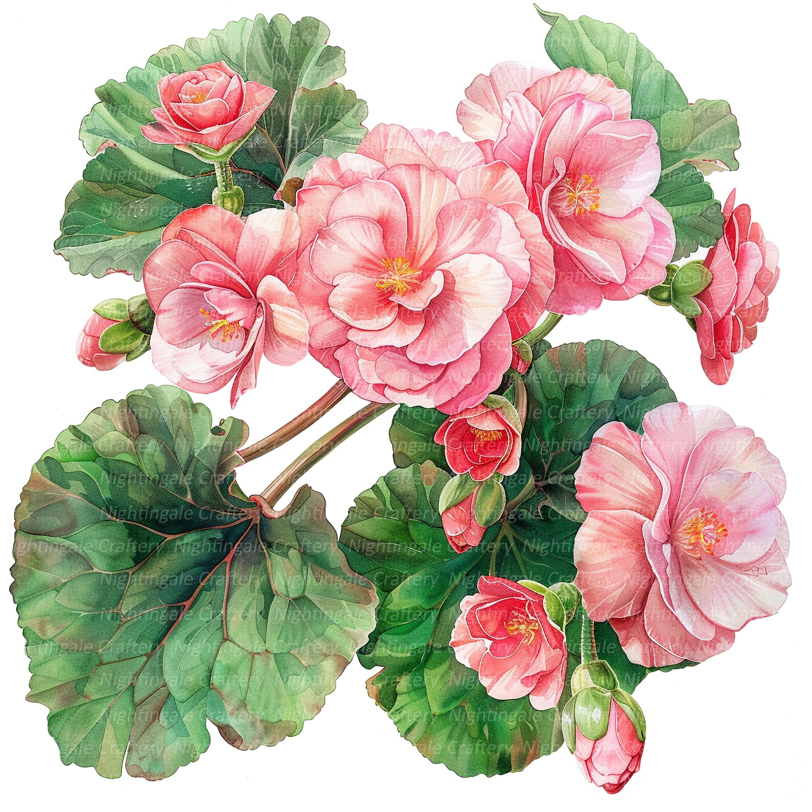 12 Begonia Flowers Clipart, Begonia Bouquet, Printable Watercolor ...