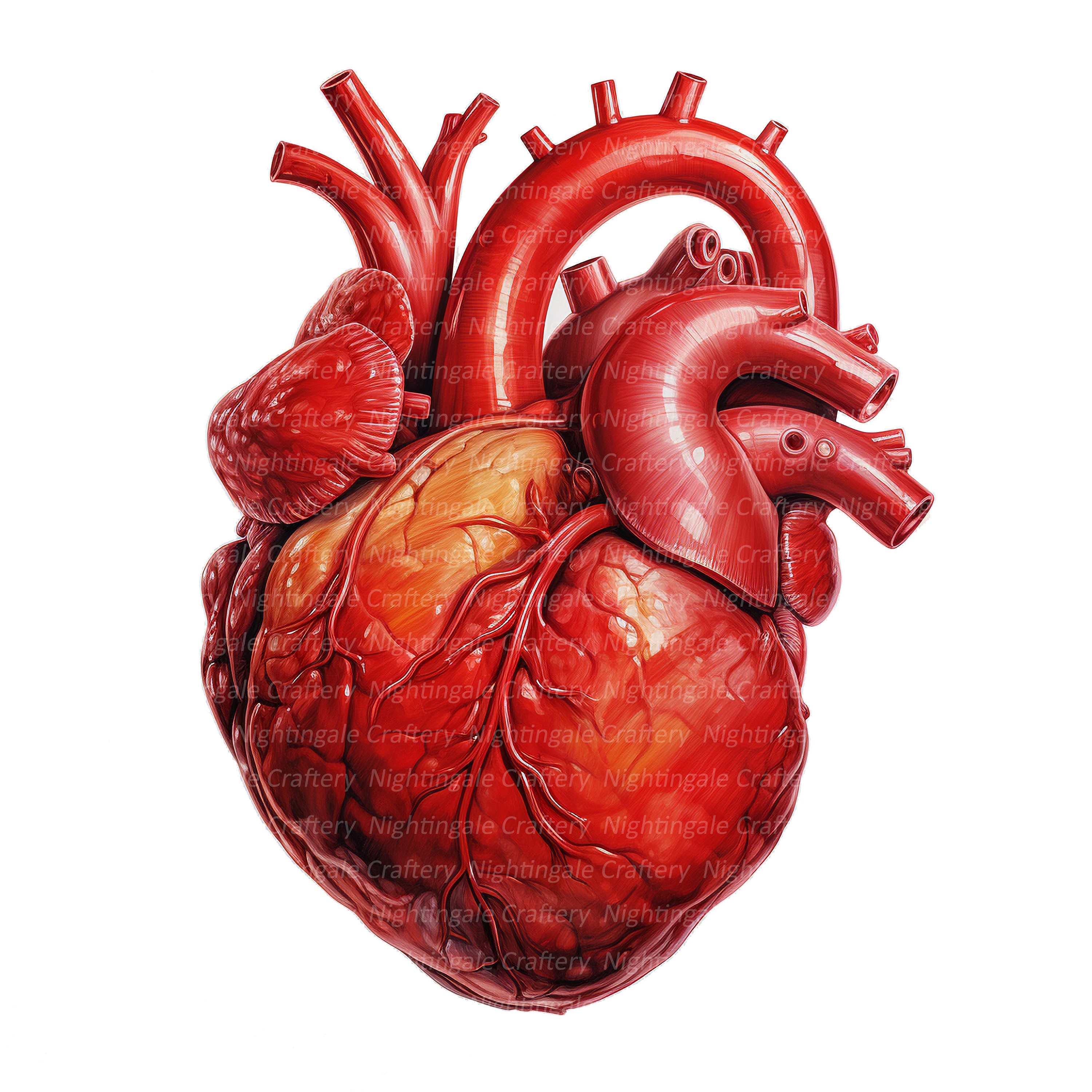 8 Human Heart Clipart, Anatomy, Halloween, Printable Watercolor Clipart ...