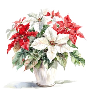 10 Poinsettia Potted Clipart, Christmas Clipart, Digital Clipart ...