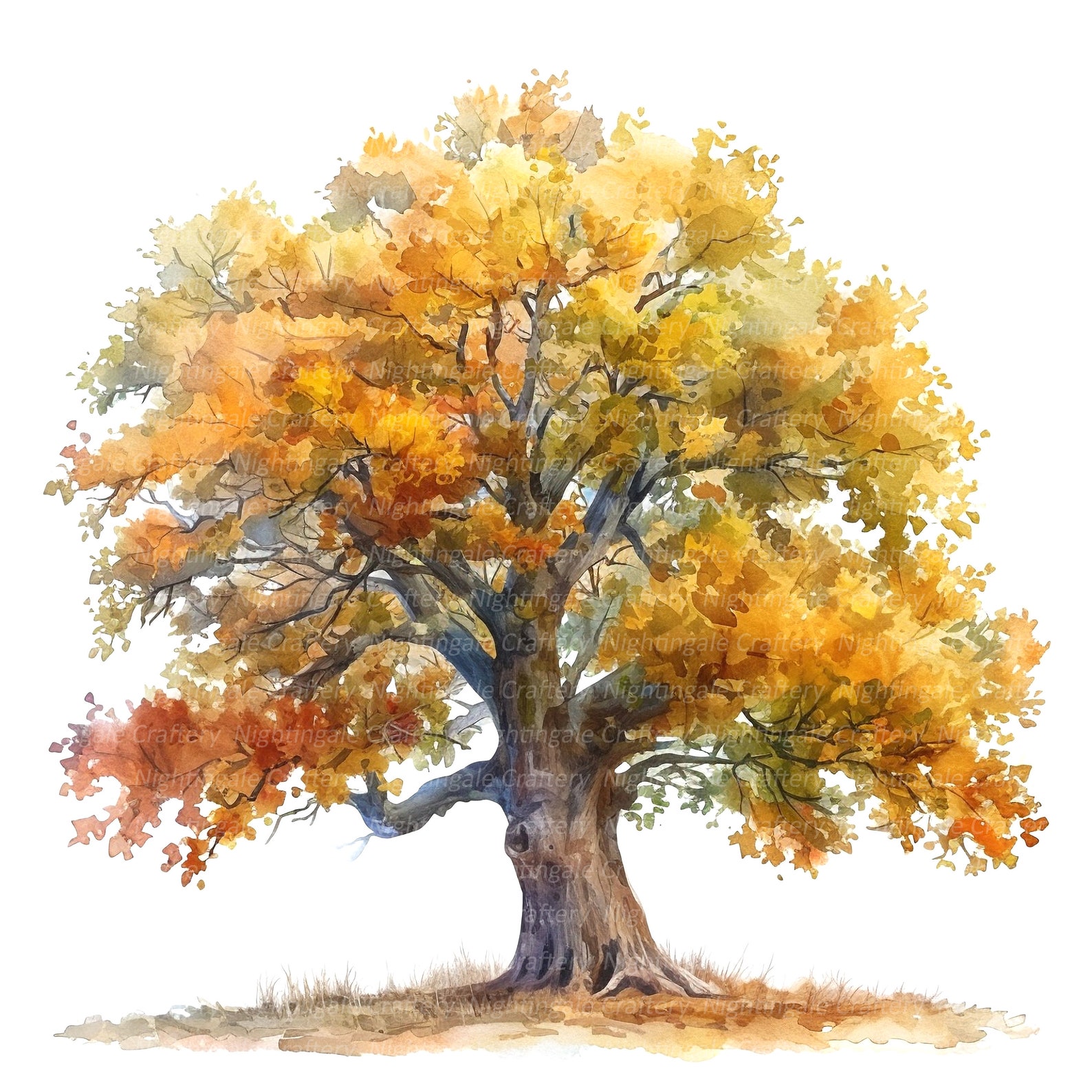 12 Oak Tree Clipart, Oak Clipart, Autumn Oak, Printable Watercolor ...