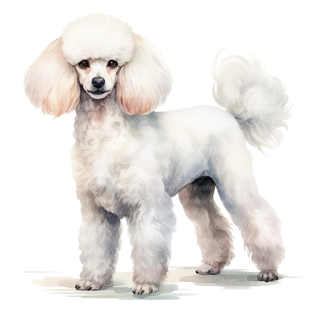 12 Poodle Clipart, Pudel Clipart, Printable Watercolor Clipart, High ...
