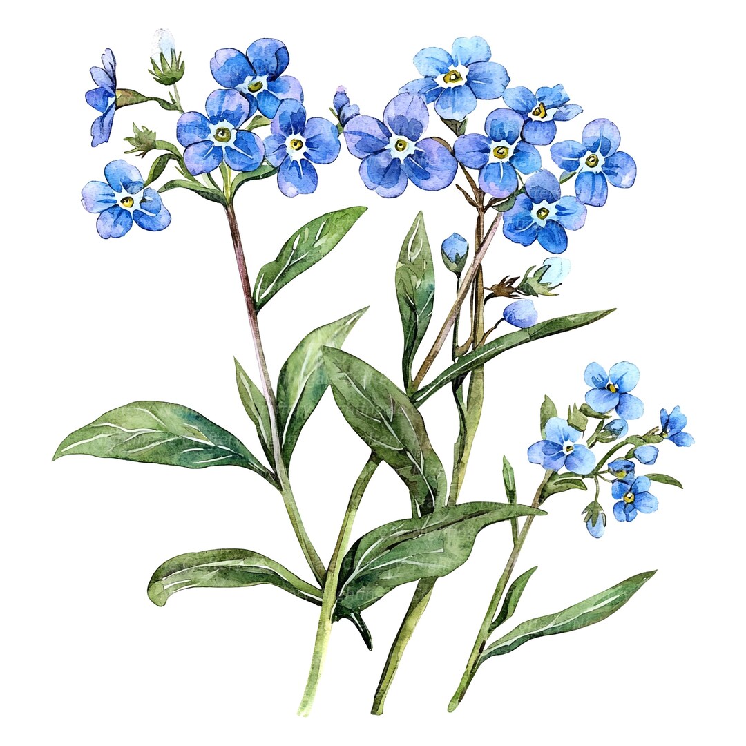 9 Forget Me Not Clipart Set 2, Forget-me-not, Printable Watercolor ...