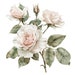 10 White Roses Clipart Set 2, Roses Bouquet, Printable Watercolor ...