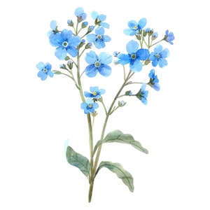 8 Forget Me Not Clipart, Forget-me-not Stem, Printable Watercolor ...