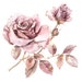 11 Pink Gold Rose Clipart, Pink Rose Stem, Printable Watercolor Clipart ...