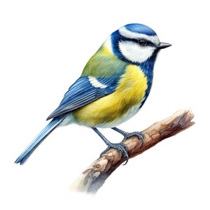 8 Blue Tit Bird Clipart, Eurasian Blue Tit, Printable Watercolor ...