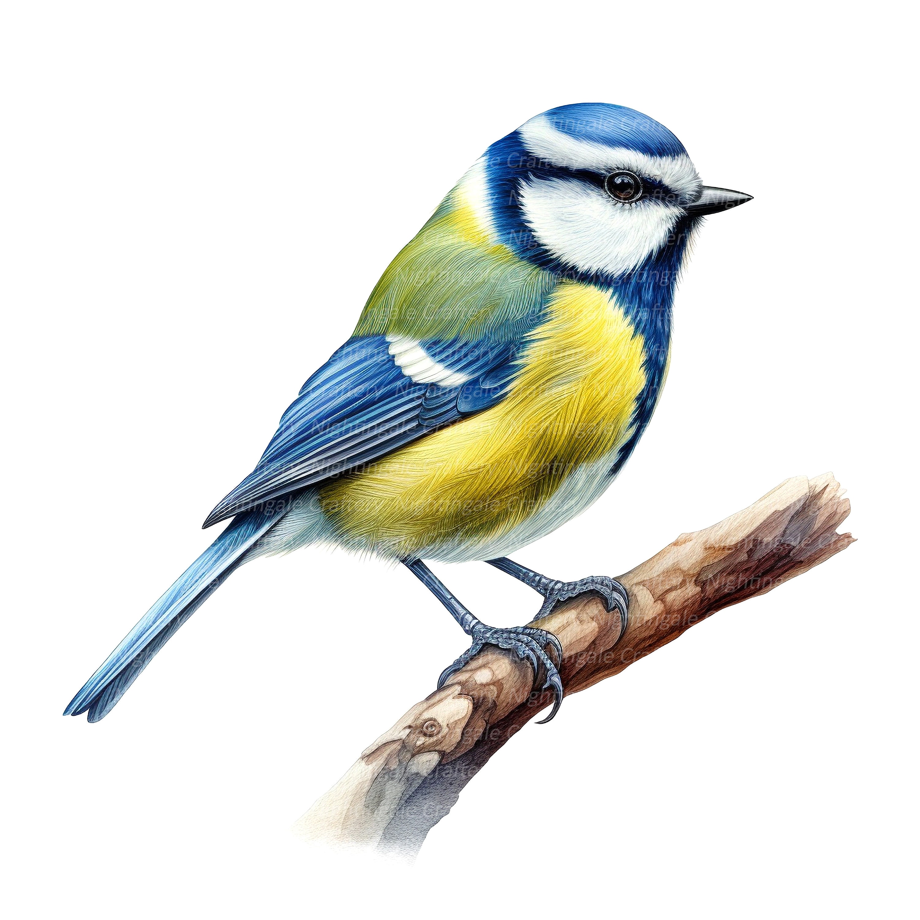 8 Blue Tit Bird Clipart, Eurasian Blue Tit, Printable Watercolor ...