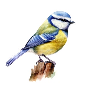 8 Blue Tit Bird Clipart, Eurasian Blue Tit, Printable Watercolor ...