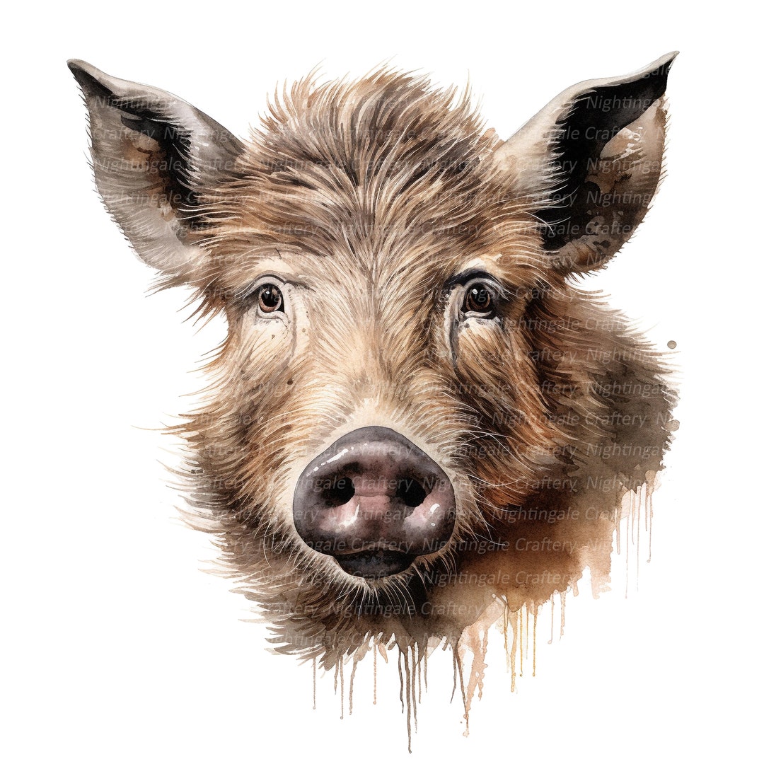 Wild Boar Close up Clipart, Printable Watercolor Clipart, 8 High ...