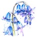 12 Bluebells Clipart, Watercolor Bluebells, Printable Watercolor ...
