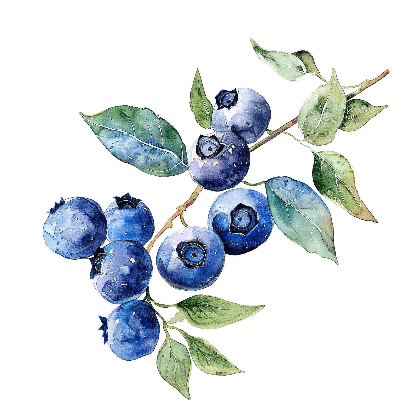 10 Blueberry Clipart, Blueberry Stem Print, Printable Watercolor ...