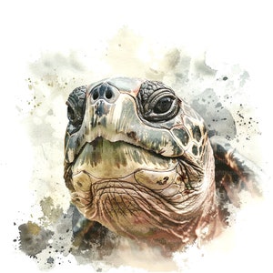 10 Old Turtle Clipart, Vintage Turtle, Printable Watercolor Clipart ...