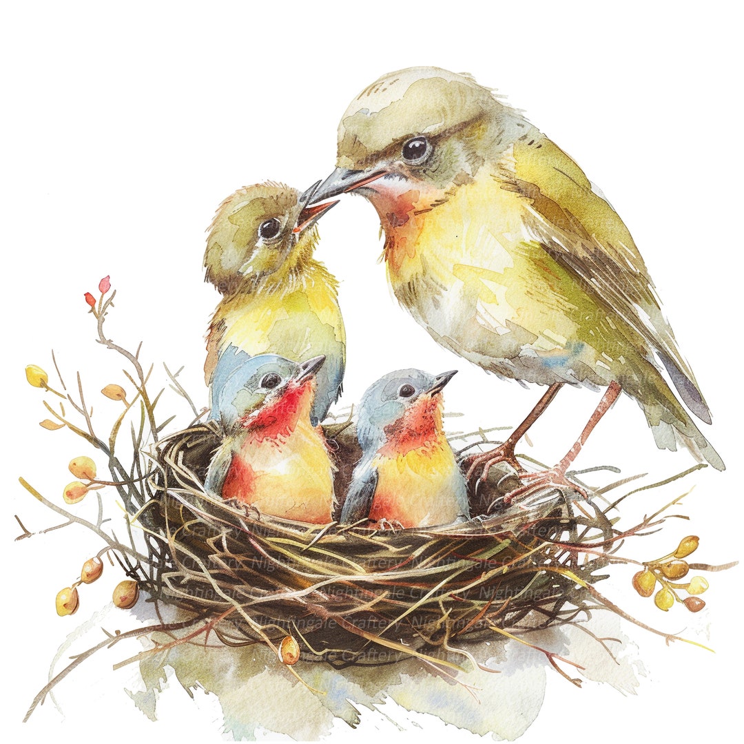9 Birds in Nest Clipart, Bird Feeding Clipart, Printable Watercolor ...