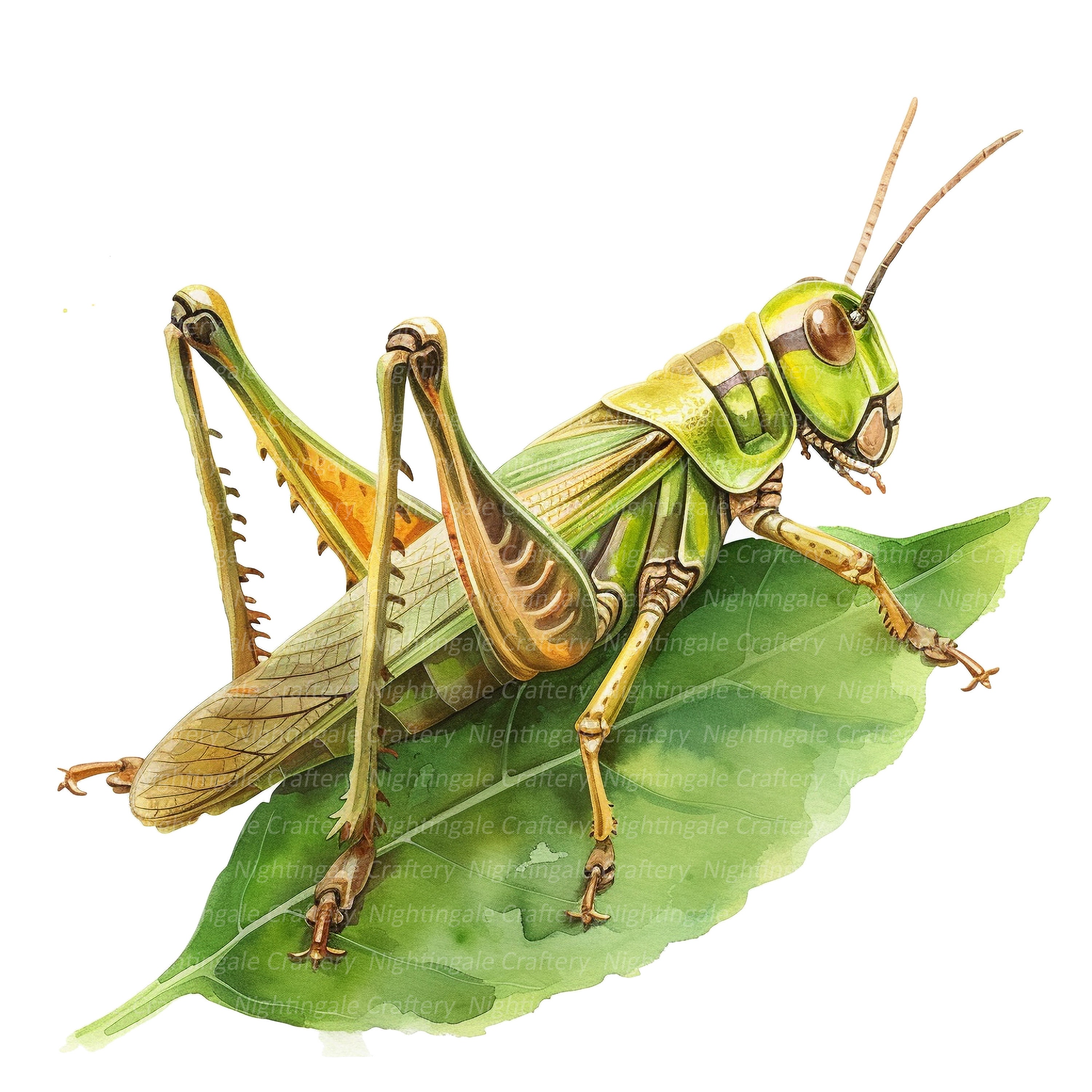 10 Grasshopper Clipart, Watercolor Grasshopper Clipart, Printable ...