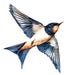 12 Swallow Clipart, Swallow Bird, Printable Watercolor Clipart, High ...