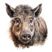 Wild Boar Close up Clipart, Printable Watercolor Clipart, 8 High ...