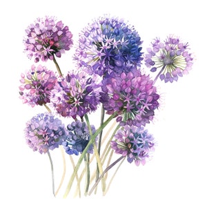 11 Allium Flowers Clipart, Allium Bouquet, Printable Watercolor Clipart ...