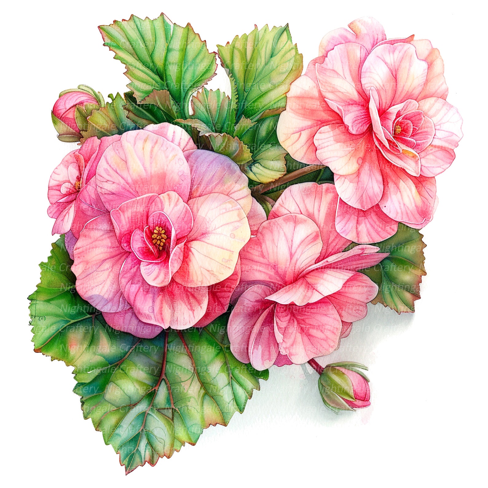 12 Begonia Flowers Clipart, Begonia Bouquet, Printable Watercolor ...
