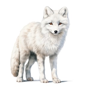 12 Arctic Fox Clipart, Printable Watercolor Clipart, High Quality Jpgs ...