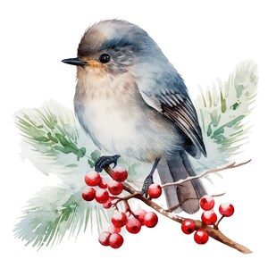 20 Various Christmas Birds Clipart, Robin, Printable Watercolor Clipart ...